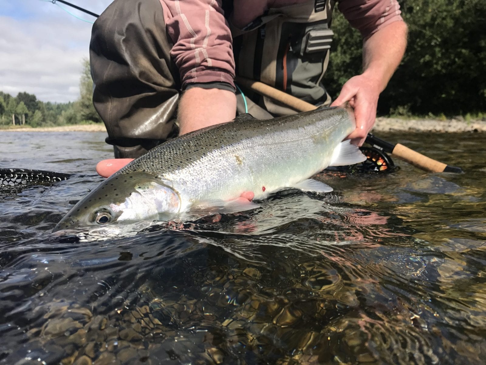 Cowlitz River Summer Steelhead | Water Time Outfitters