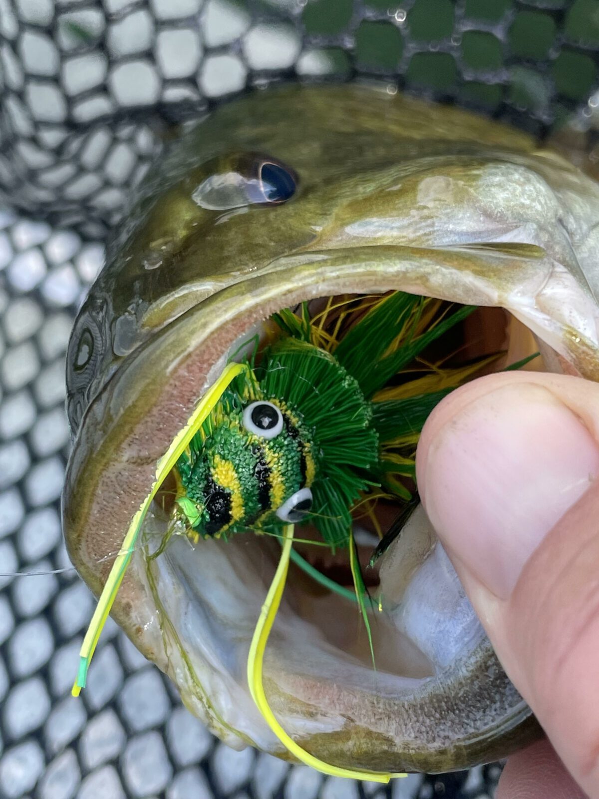 Guided Bass Fly Fishing - 1 Hour from Portland - Best Summer Fishing ...